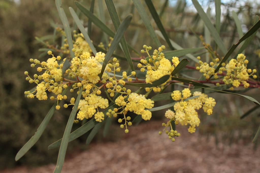Acacia provincialis – Wirildra, Swamp Wattle - Westgate Biodiversity ...
