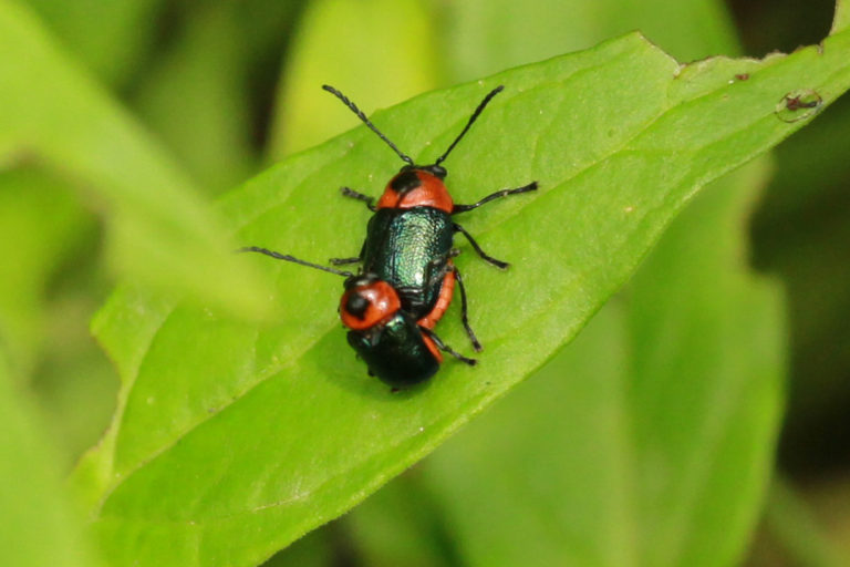 Bees, beetles & bugs - Westgate Biodiversity: Bili Nursery & Landcare