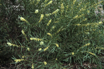 Trees and shrubs A – E - Westgate Biodiversity: Bili Nursery & Landcare