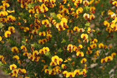 Wildflowers A – D - Westgate Biodiversity: Bili Nursery & Landcare