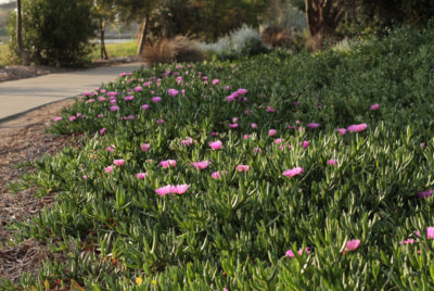 Groundcovers and climbers A-G - Westgate Biodiversity: Bili Nursery ...