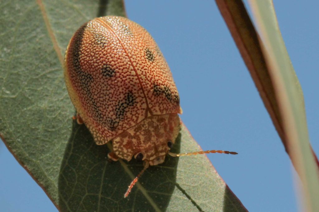 Bees, beetles & bugs - Westgate Biodiversity: Bili Nursery & Landcare