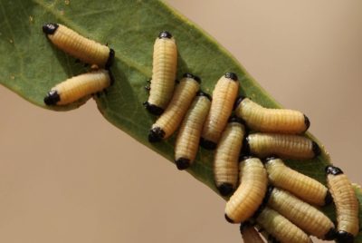 Bees, beetles & bugs - Westgate Biodiversity: Bili Nursery & Landcare