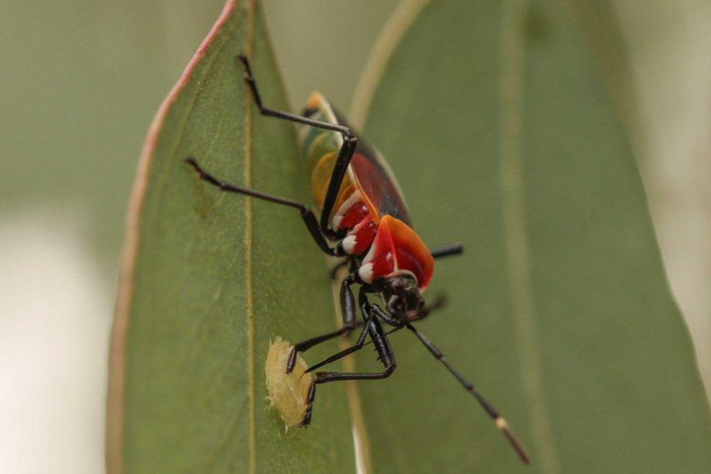 Bees, beetles & bugs - Westgate Biodiversity: Bili Nursery & Landcare