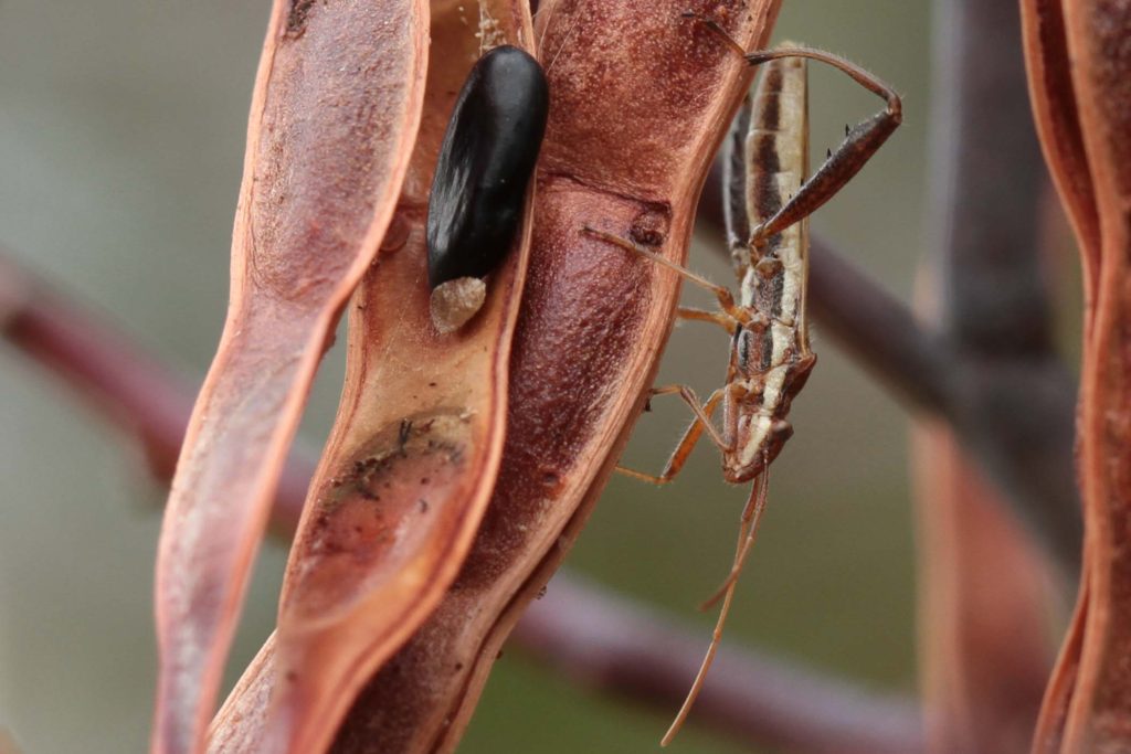 Bees, beetles & bugs - Westgate Biodiversity: Bili Nursery & Landcare