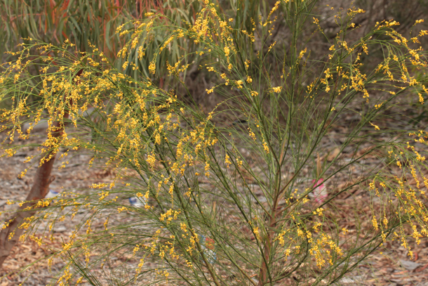 Viminaria juncea – Native Broom, Golden Spray (2) – Westgate ...