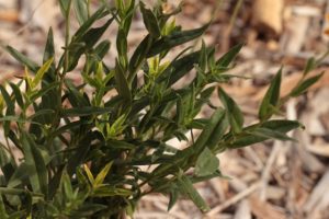 Threatened species - Westgate Biodiversity: Bili Nursery & Landcare