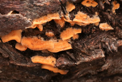 Bird’s nests, corals, cups, earthstars, jellies, leathers, polypores ...