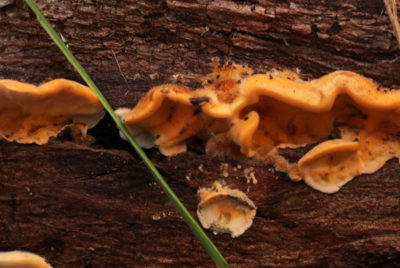 Bird’s nests, corals, cups, earthstars, jellies, leathers, polypores ...