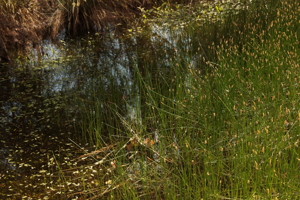 Flowering now – the sedges - Westgate Biodiversity: Bili Nursery & Landcare