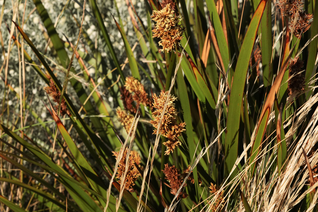 Flowering now – the sedges - Westgate Biodiversity: Bili Nursery & Landcare