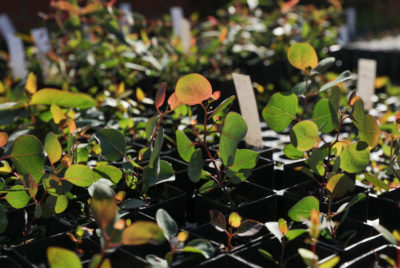 Bili Nursery – bringing indigenous plants back to the Sandbelt & beyond ...