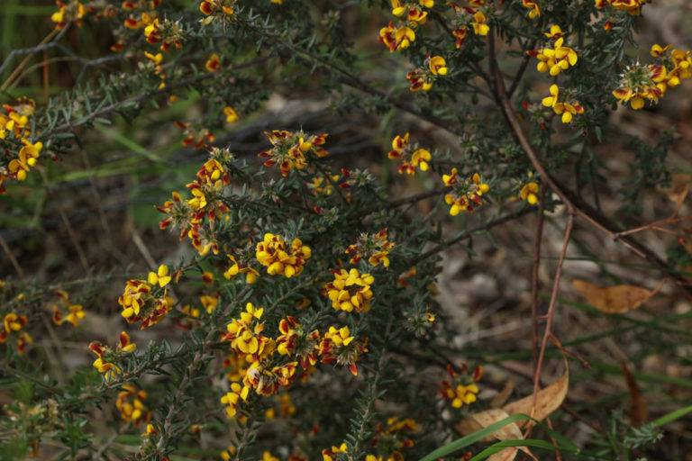 Peas, fabulous peas - Westgate Biodiversity: Bili Nursery & Landcare
