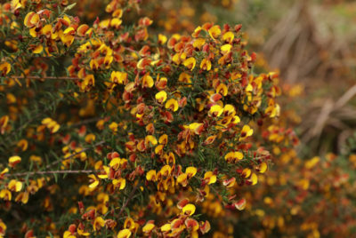 Peas, fabulous peas - Westgate Biodiversity: Bili Nursery & Landcare