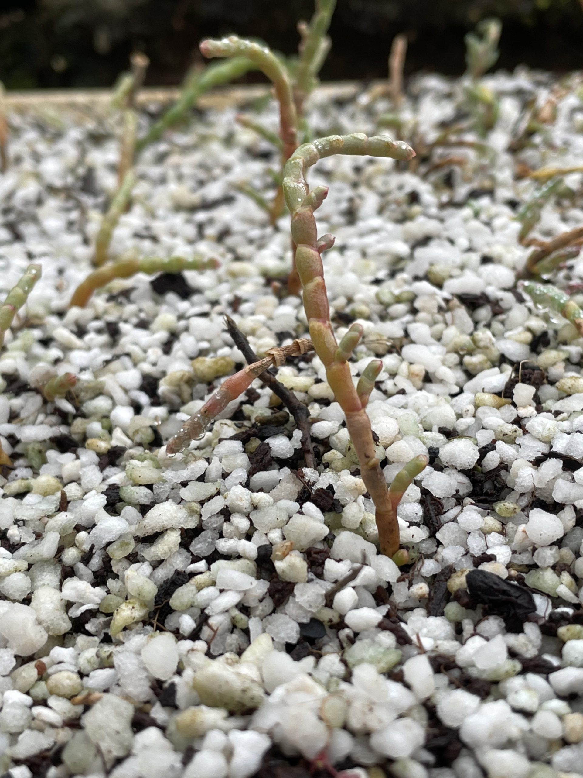 Unlocking secrets of samphire - Westgate Biodiversity: Bili Nursery ...