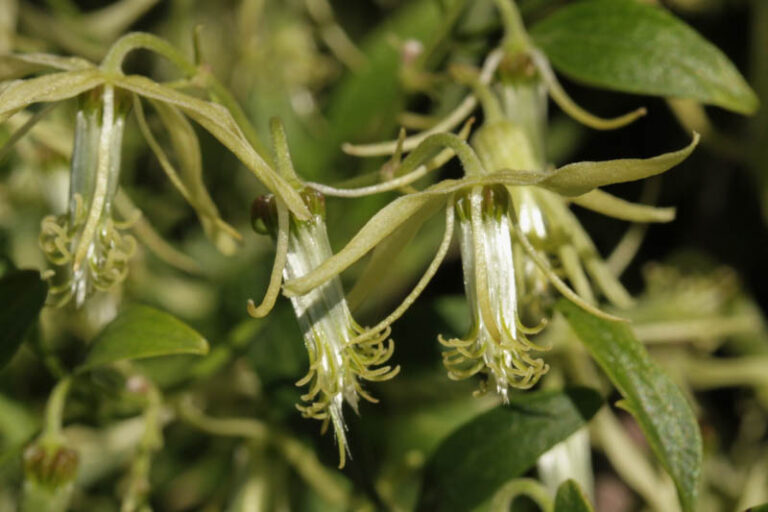 Clematis microphylla - Westgate Biodiversity: Bili Nursery & Landcare