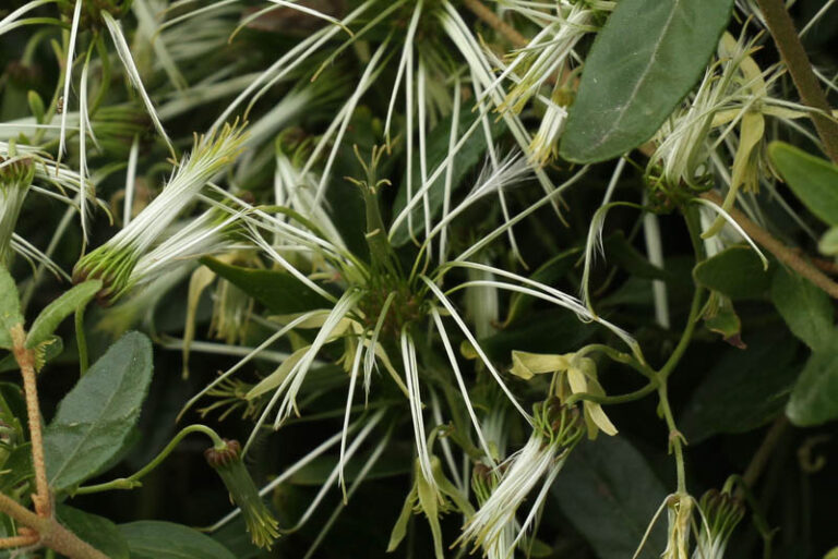 Clematis microphylla - Westgate Biodiversity: Bili Nursery & Landcare