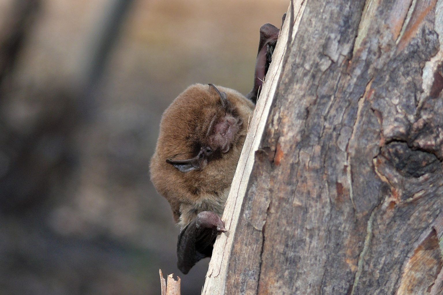 Hollows for Habitat - Westgate Biodiversity: Bili Nursery & Landcare