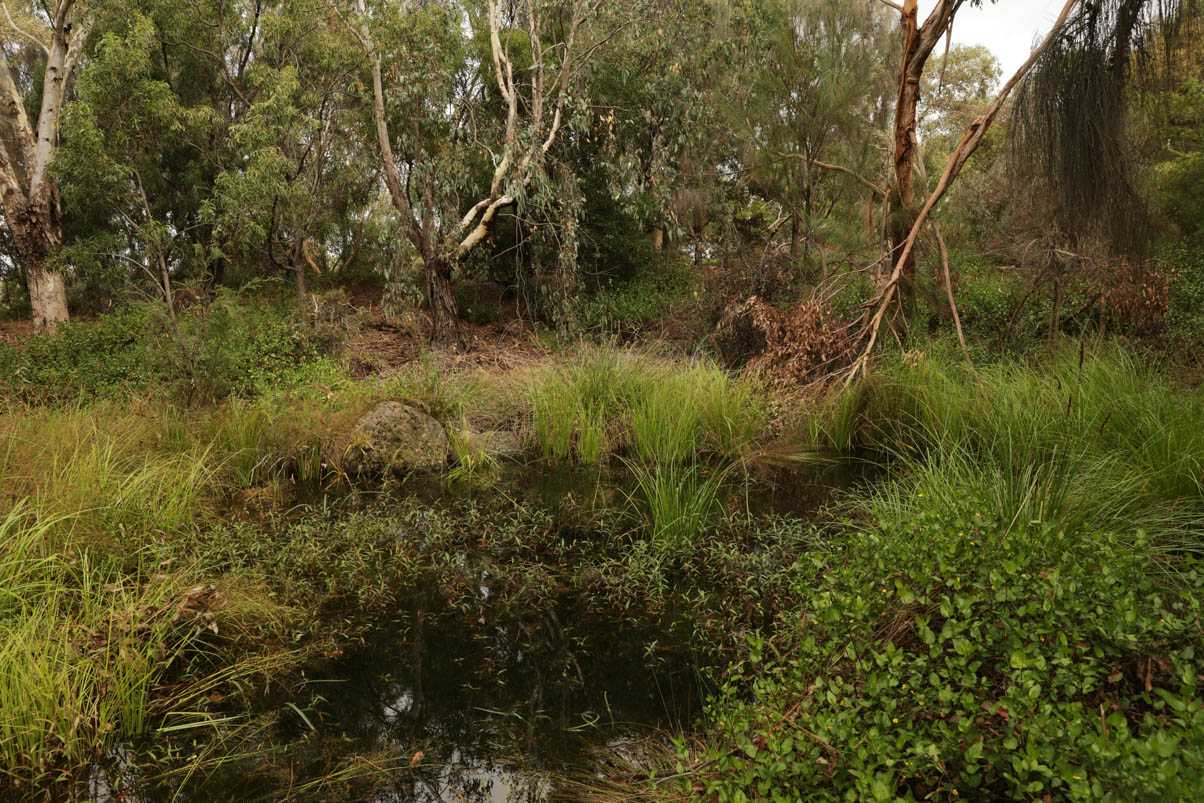 Wetlands and why we love them - Westgate Biodiversity: Bili Nursery ...
