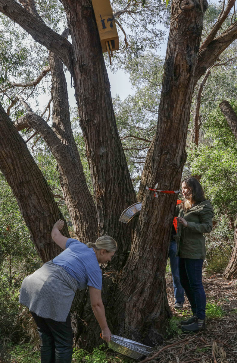 Microbat nest box monitoring - Westgate Biodiversity: Bili Nursery ...