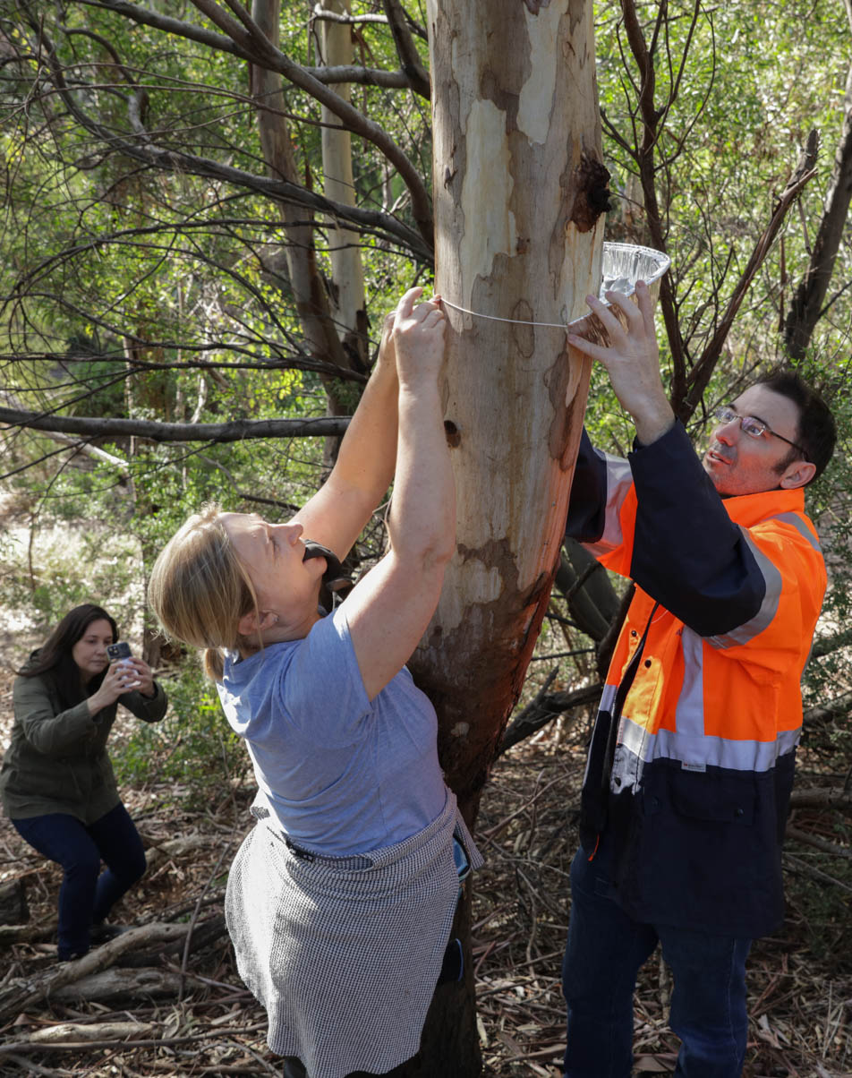 Microbat nest box monitoring - Westgate Biodiversity: Bili Nursery ...