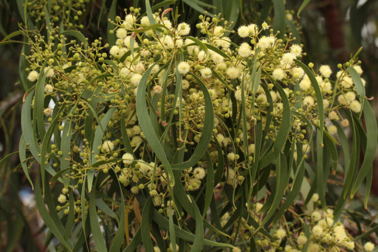 Acacia implexa - Westgate Biodiversity: Bili Nursery & Landcare