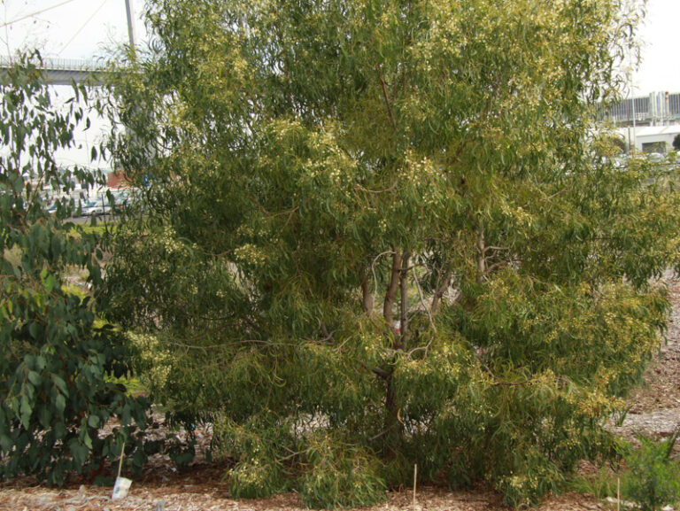 Acacia implexa - Westgate Biodiversity: Bili Nursery & Landcare