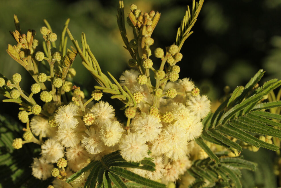 Acacia mearnsii – Black Wattle - Westgate Biodiversity: Bili Nursery ...