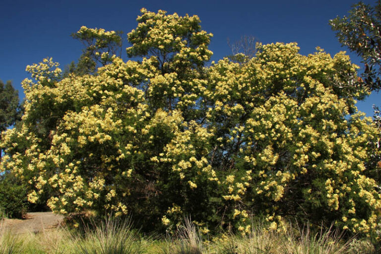 Acacia mearnsii – Black Wattle - Westgate Biodiversity: Bili Nursery ...