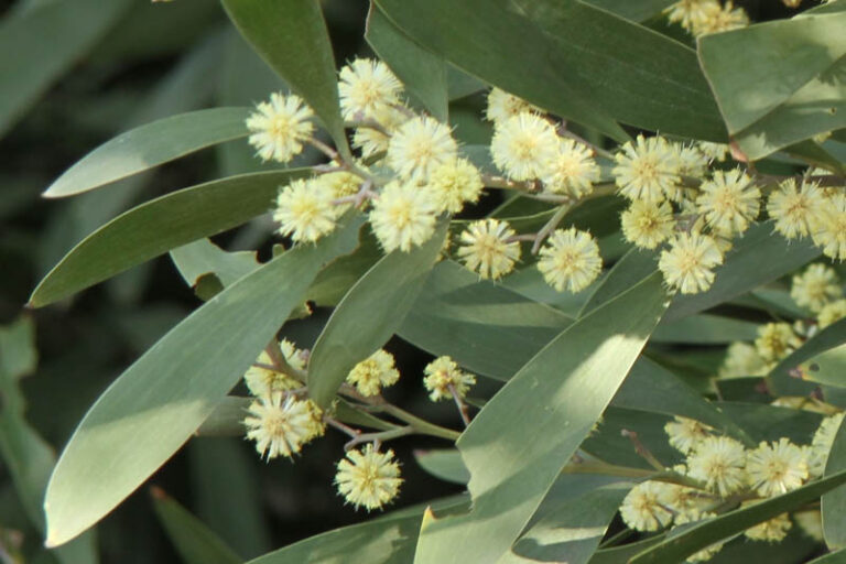 Acacia melanoxylon – Blackwood - Westgate Biodiversity: Bili Nursery ...