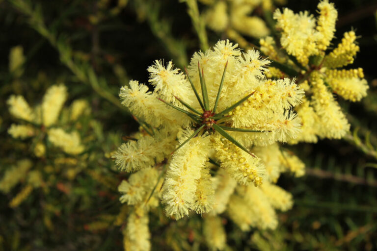 Acacia oxycedrus – Spike Wattle - Westgate Biodiversity: Bili Nursery ...