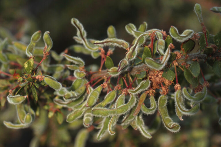 Acacia paradoxa – Kangaroo Thorn - Westgate Biodiversity: Bili Nursery ...