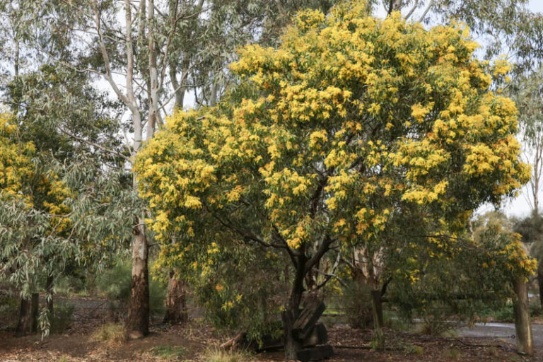 Acacia pycnantha – Golden Wattle - Westgate Biodiversity: Bili Nursery ...