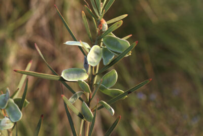 Acacia suaveolens – Sweet-scented Wattle - Westgate Biodiversity: Bili ...