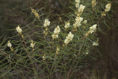 Acacia suaveolens – Sweet-scented Wattle - Westgate Biodiversity: Bili ...