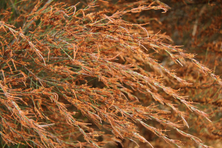 Allocasuarina paludosa – Scrub Sheoak - Westgate Biodiversity: Bili ...