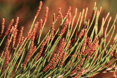 Allocasuarina paradoxa – Green Sheoak - Westgate Biodiversity: Bili ...