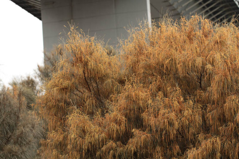 Allocasuarina verticillata – Drooping Sheoak - Westgate Biodiversity ...