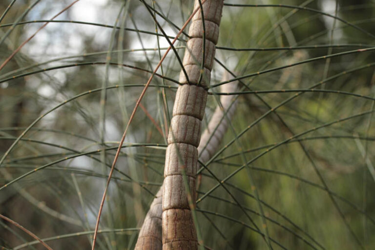 Allocasuarina verticillata – Drooping Sheoak - Westgate Biodiversity ...