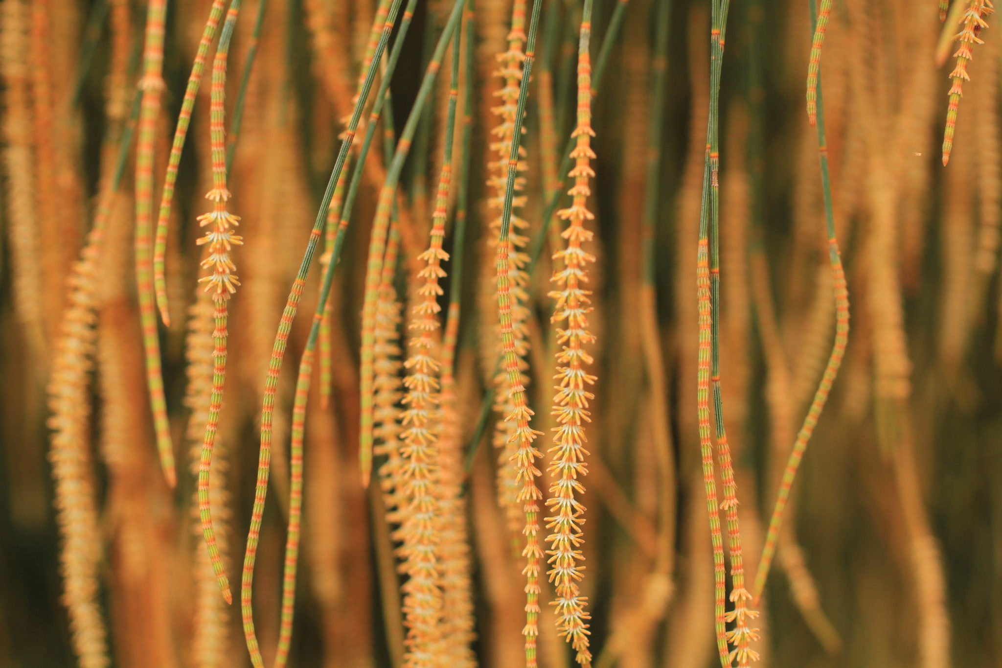 Plant list – regular stock - Westgate Biodiversity: Bili Nursery & Landcare