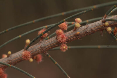 Allocasuarina verticillata – Drooping Sheoak - Westgate Biodiversity ...