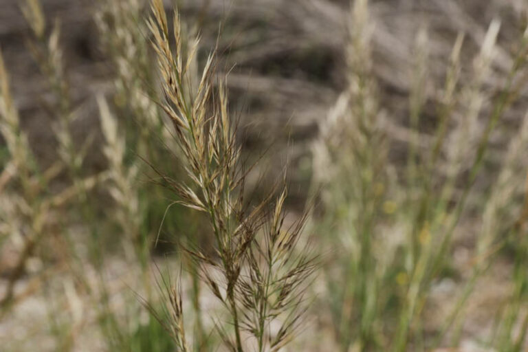 Austrostipa flavescens – Coast Spear-grass - Westgate Biodiversity ...