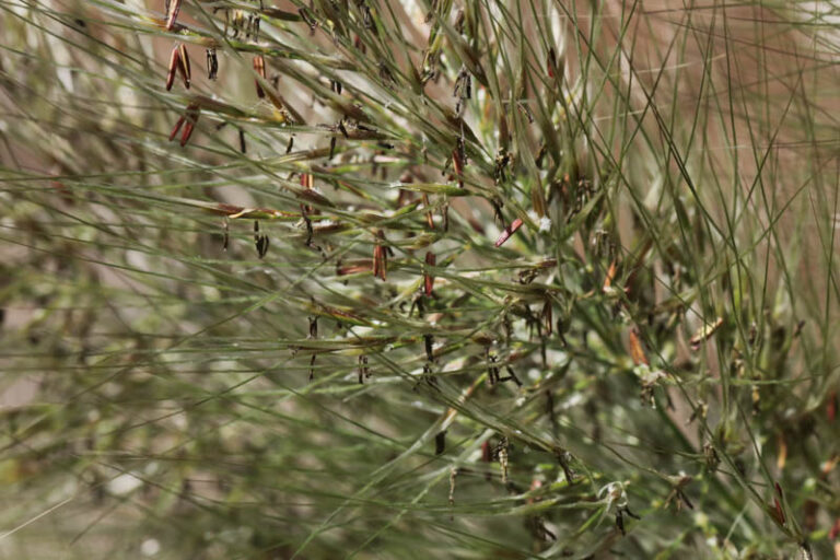 Austrostipa mollis – Soft Spear-grass - Westgate Biodiversity: Bili ...