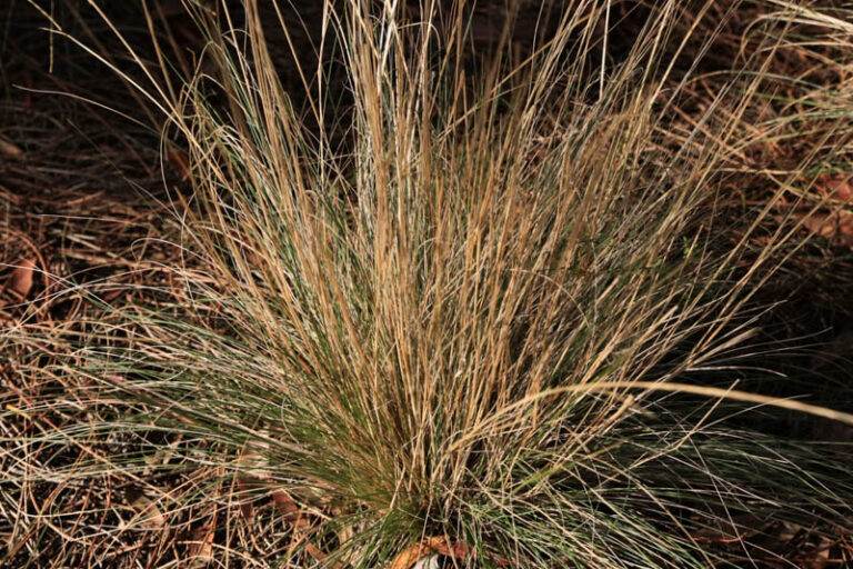 Austrostipa scabra – Rough Spear-grass - Westgate Biodiversity: Bili ...