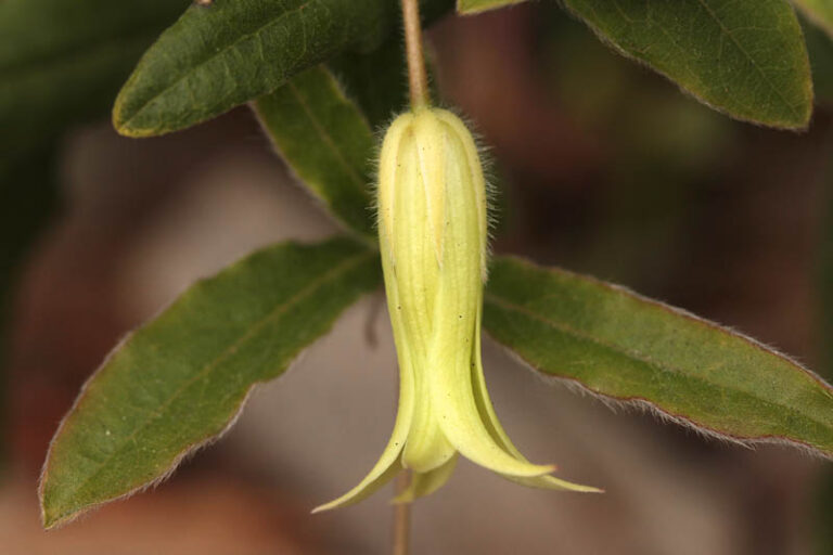 Billardiera mutabilis – Common Apple-berry - Westgate Biodiversity ...