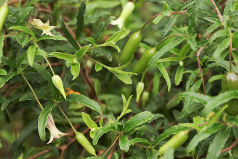 Billardiera mutabilis – Common Apple-berry - Westgate Biodiversity ...