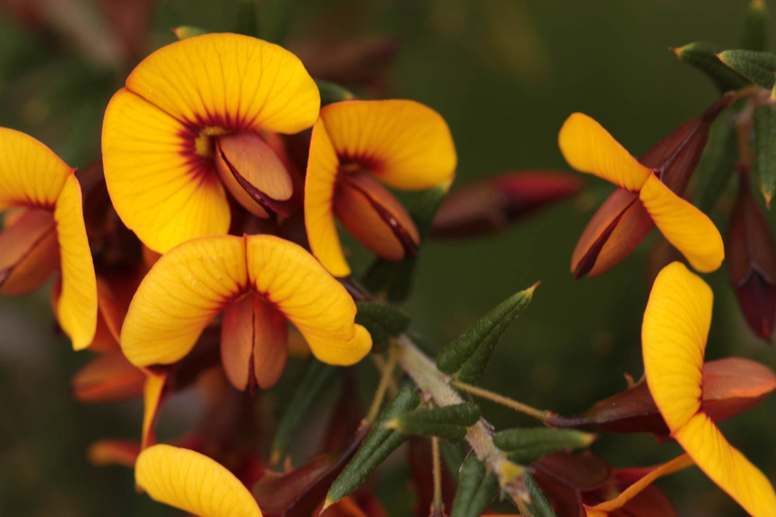 Bossiaea cinerea – Showy Bossiaea - Westgate Biodiversity: Bili Nursery ...