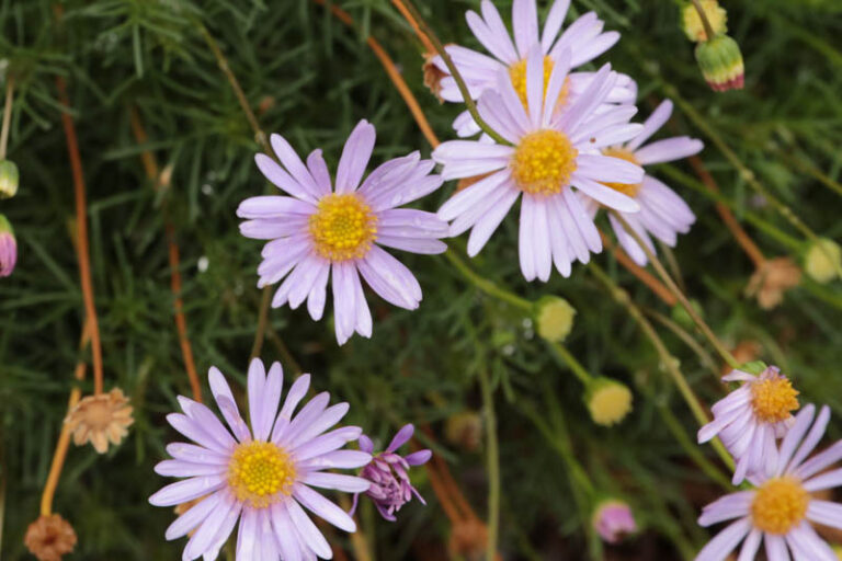 Brachyscome multifida – Cut-leaf Daisy - Westgate Biodiversity: Bili ...