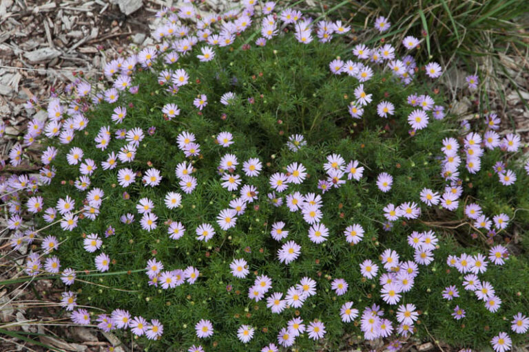 Brachyscome multifida – Cut-leaf Daisy - Westgate Biodiversity: Bili ...