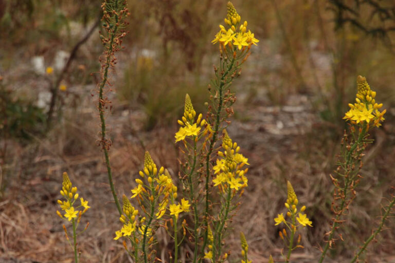 Bulbine bulbosa – Yellow Bulbine Lily - Westgate Biodiversity: Bili ...
